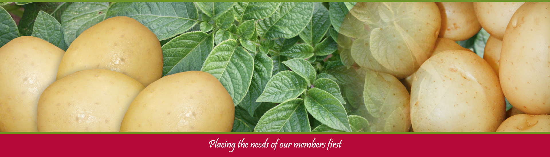 Korkom – Onions and Potatoes