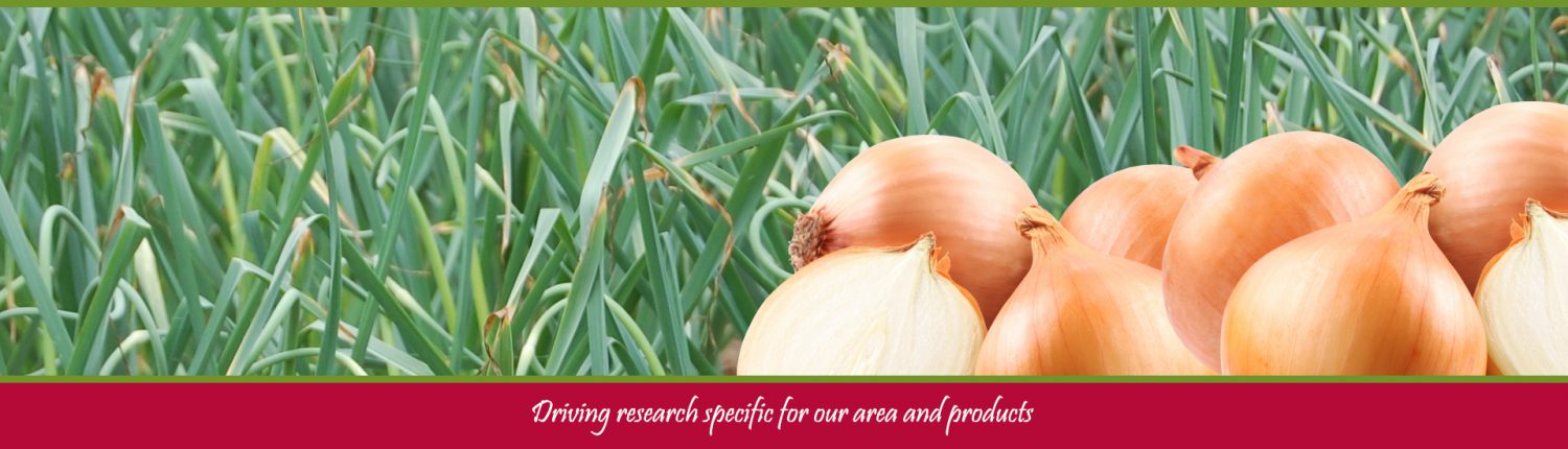 Korkom – Onions and Potatoes