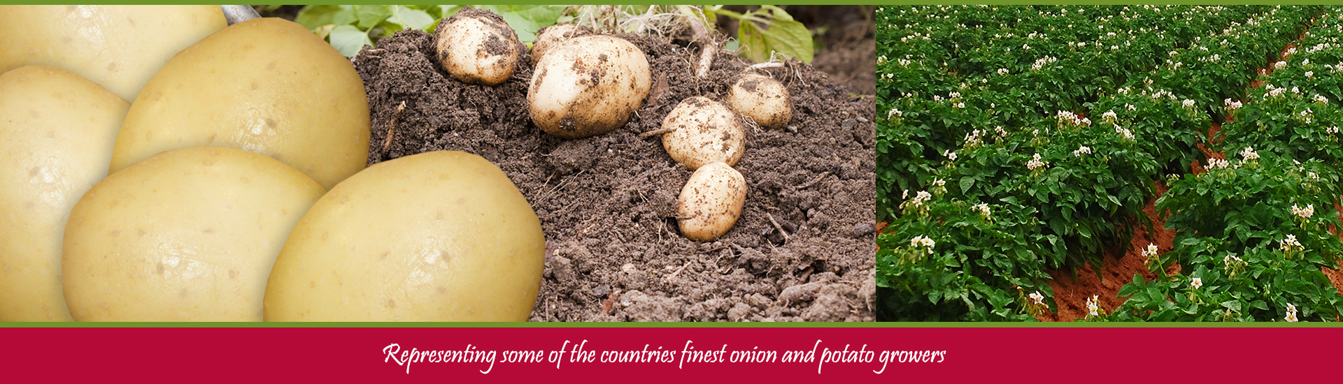 Korkom – Onions and Potatoes