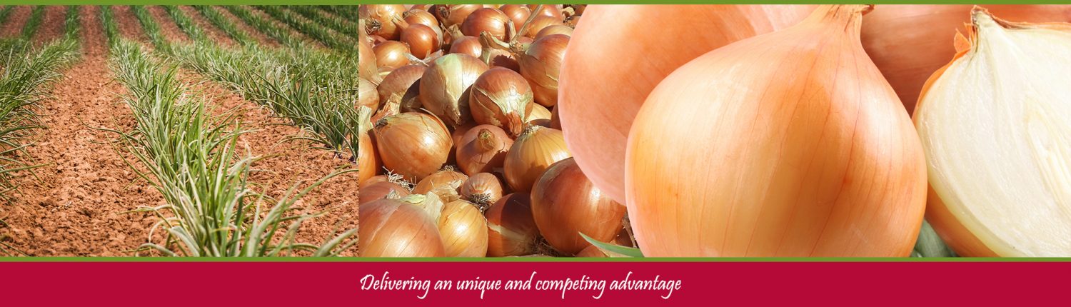 Korkom – Onions and Potatoes