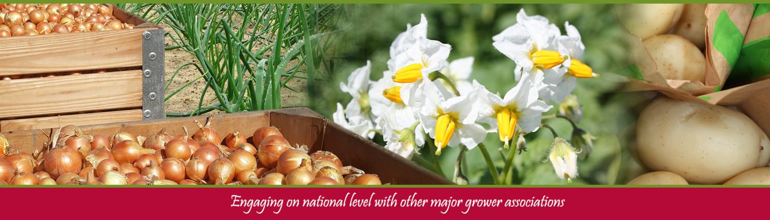 Korkom – Onions and Potatoes